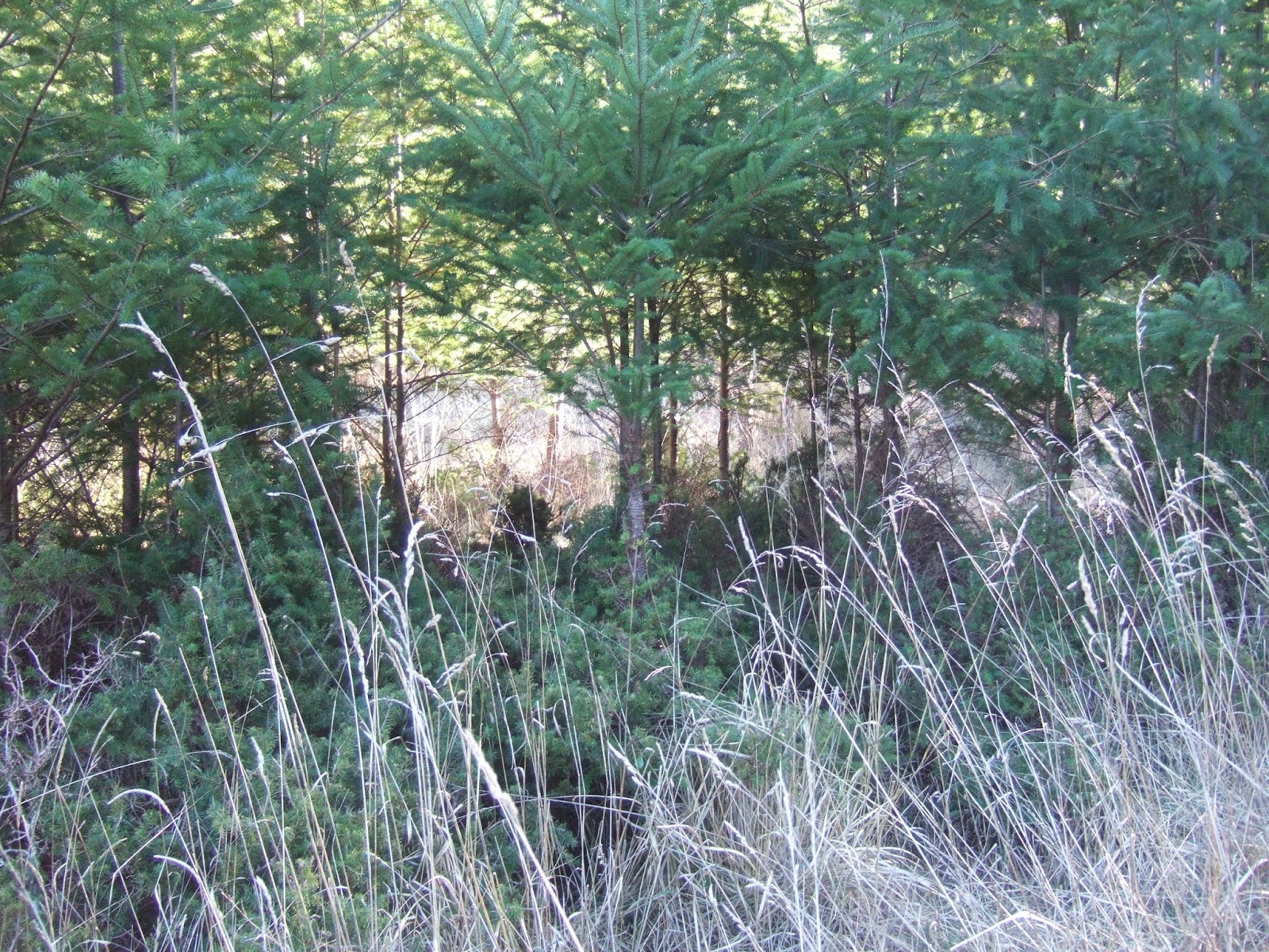 Reading the Washington Landscape: Evergreen Deer Browsing Notes