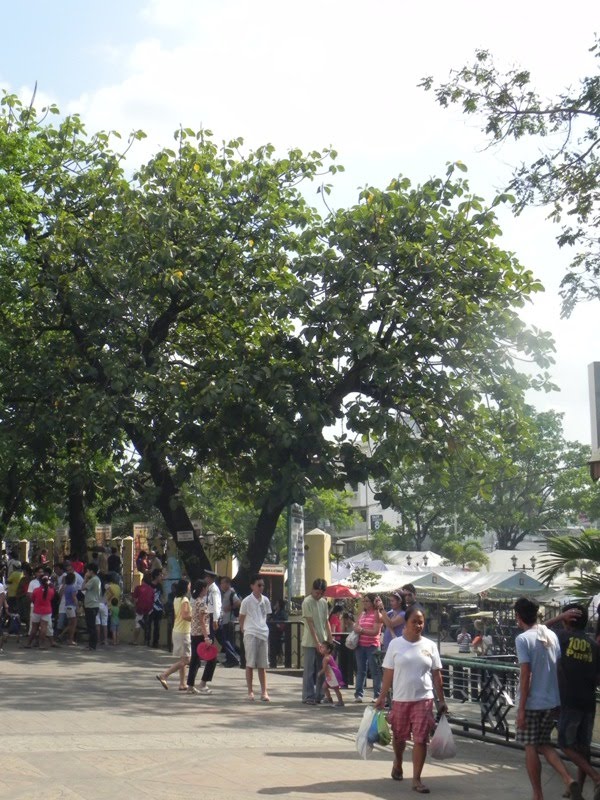 OUR PHILIPPINE TREES: The Antipolo Tipolos