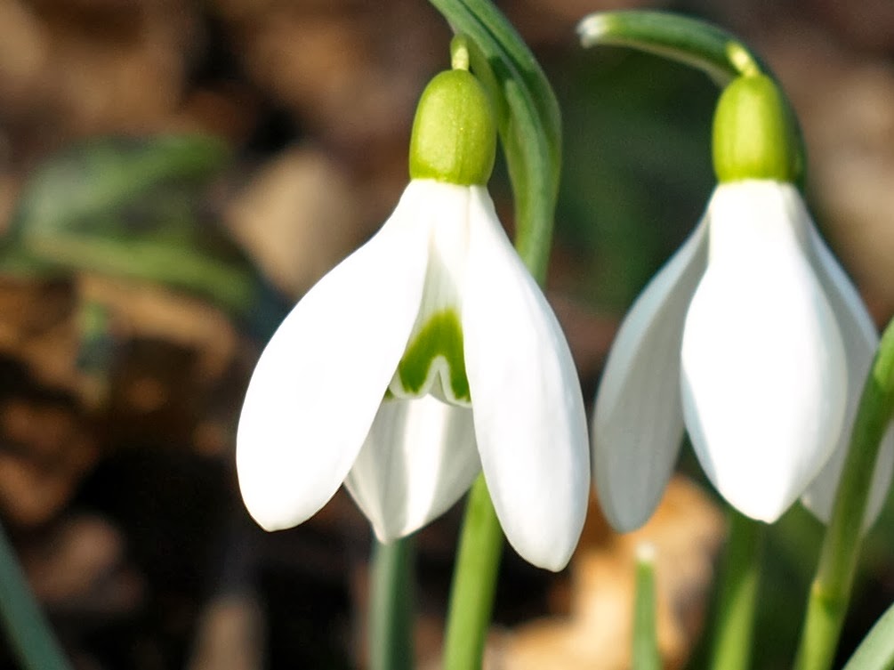 Ecole "En pleine Nature", fleurs de Bach, florathérapie, herboristerie ...