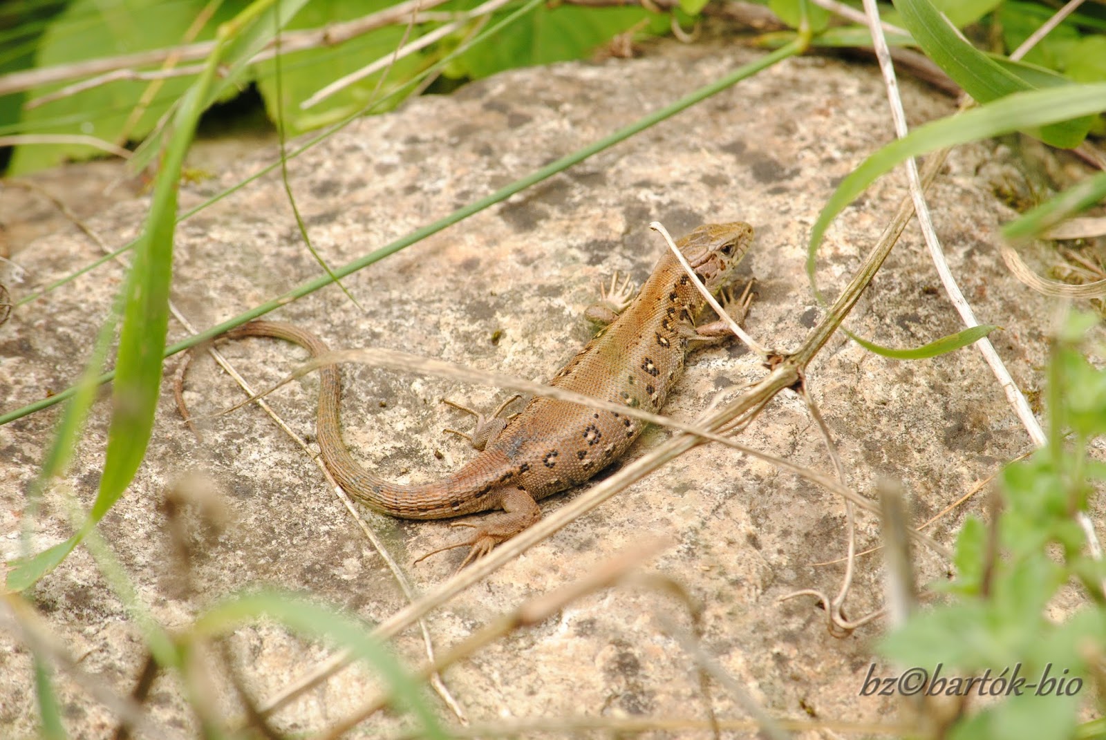 Bartók - bio: Gyíkok