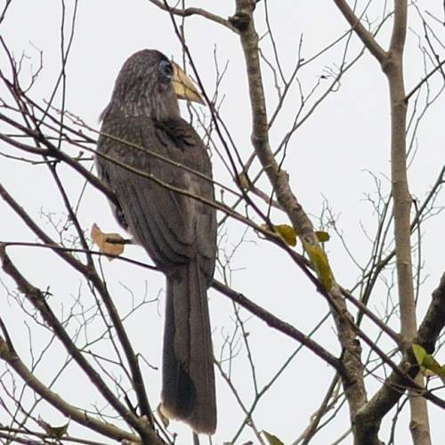 Austen's brown hornbill photos | Birds of India | Bird World