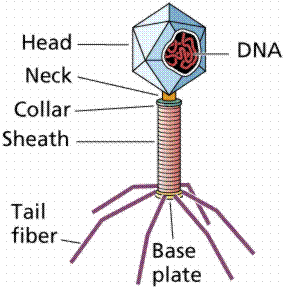 Knowledge Class: Structure of a Phage Virus