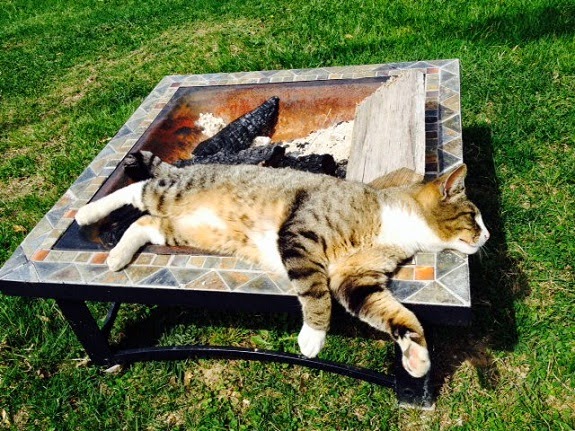 'Fraidy Cat Eventing: video stills + cat bbq