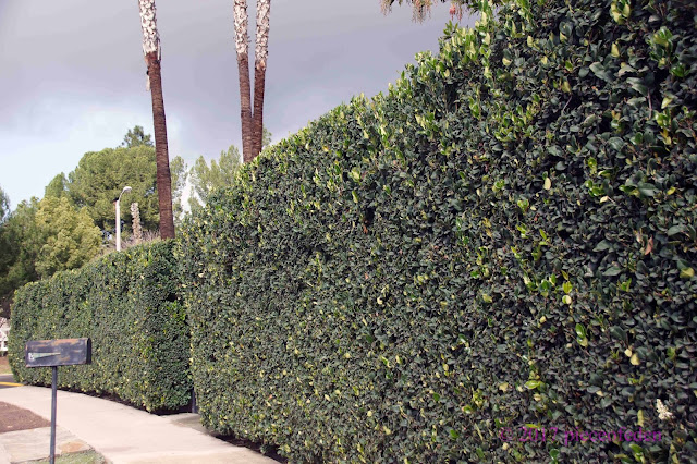 Tall Narrow California Ligustrum (Privet) Hedge