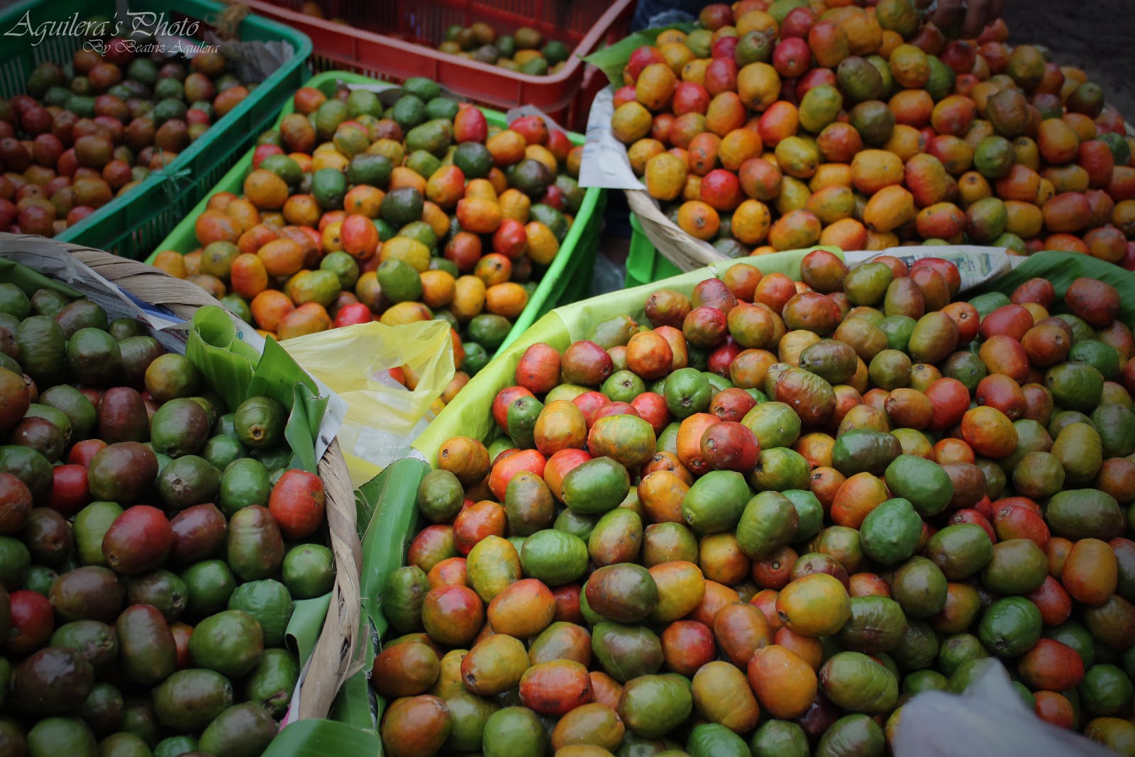 Beatriz Aguilera: Festival del jocote