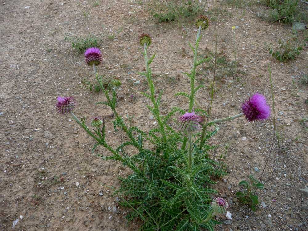 r o b i n 's y a r d: Carduus nutans