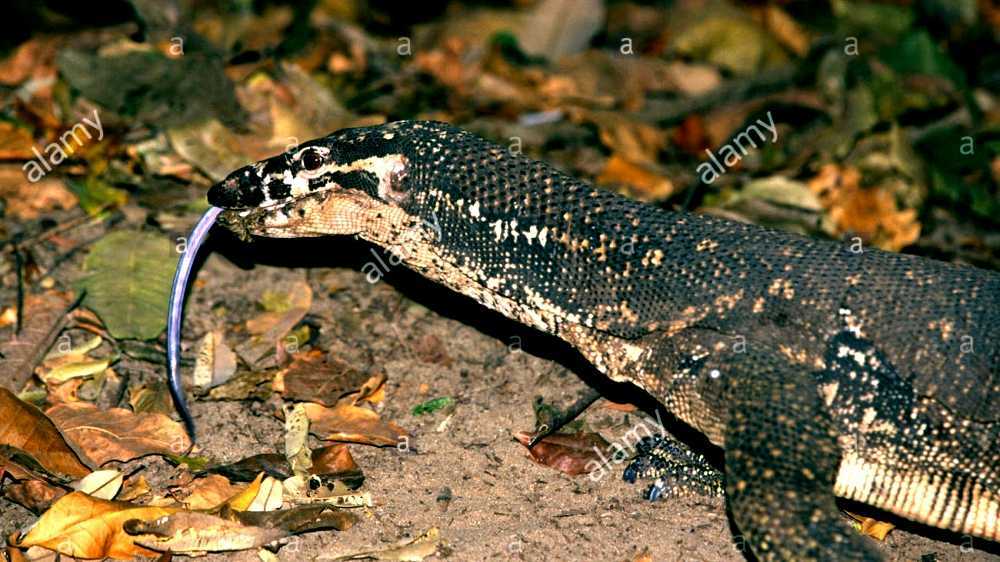 Palawan water monitor