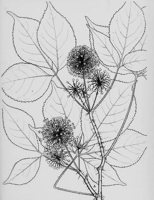 Future Plants by Randy Stewart: SIBERIAN GINSENG & Other Eleutherococcus