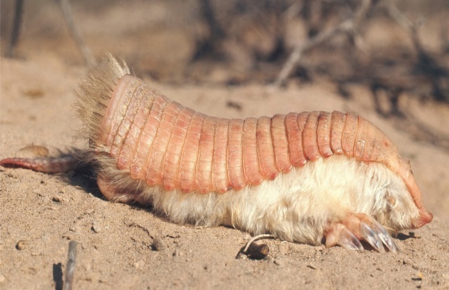 Naturaleza salvaje Blog: Los 10 animales más raros del mundo