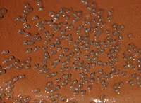 Convict Cichlid (Amatitlania Nigrofasciata): How To Breed Convict Cichlid