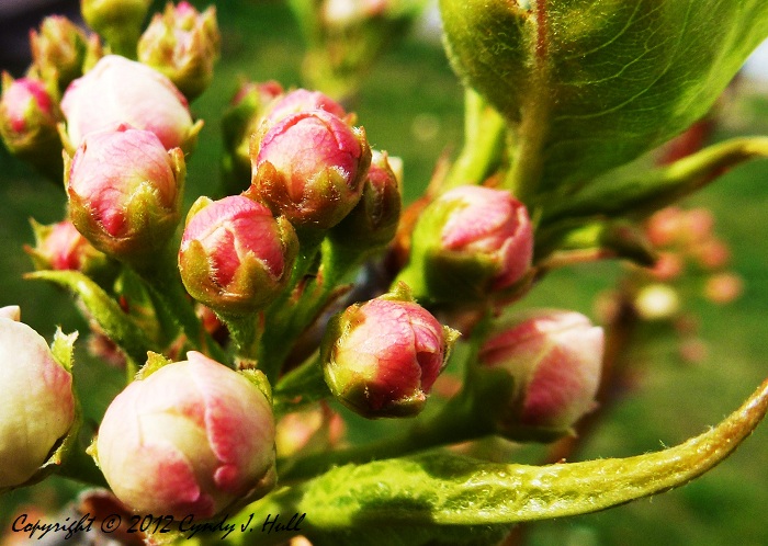 Montana 1 a day.com: 04/01/2012 - 05/01/2012