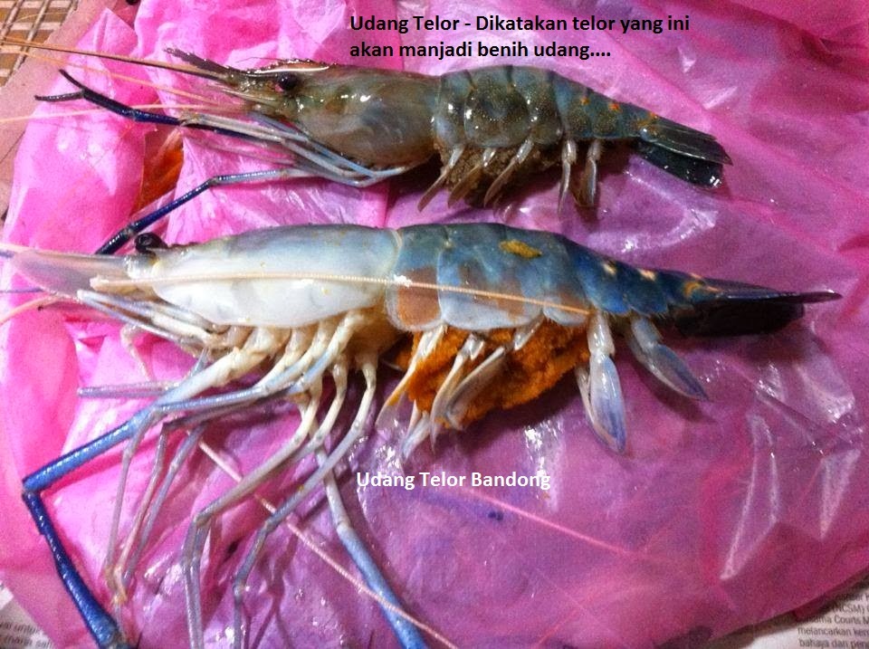 Memancing Udang Galah Di Teluk Intan Perak: "Port Lepak Di Waktu Petang"