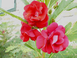 Jual Canang dan Bunga untuk perhotelan,Villa, Dan perusahaan lainya ...