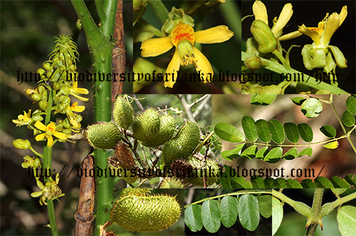 Biodiversity of Sri Lanka: කුඹුරු/කුඹුරු වැල්/කළු වවුලැටිය[Kumburu ...