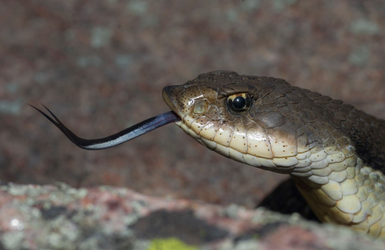 Explorations of an Ecologist: The snakes of Ontario - part 3