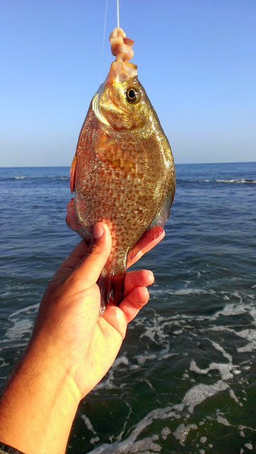 Burger's Fishing Log: Surf Fishing Malibu With B 10-03-2013