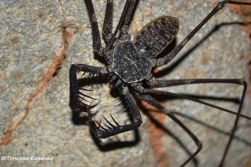 Guabá ~ Curiosidades y Mas
