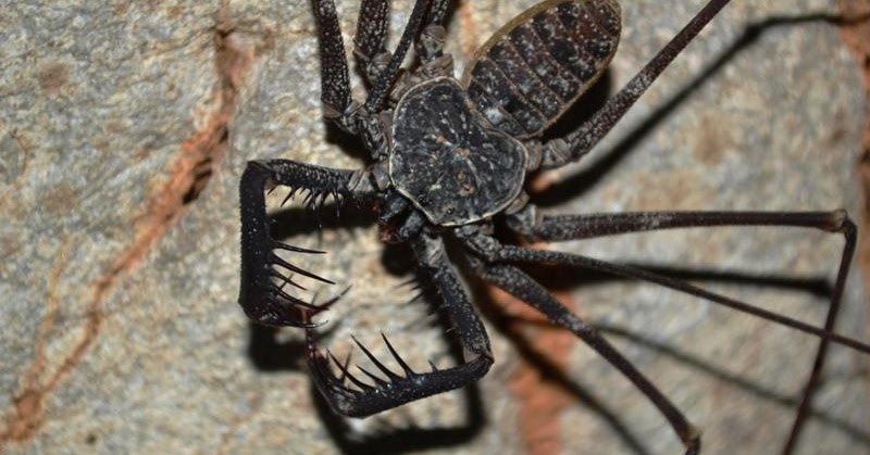 Guabá ~ Curiosidades y Mas