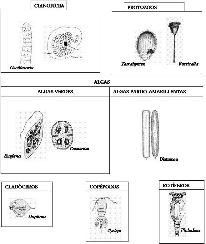 Biología Aplicada 4ºA -3- 2014: INFUSORIOS: FAUNA Y FLORA DE UN CHARCO.