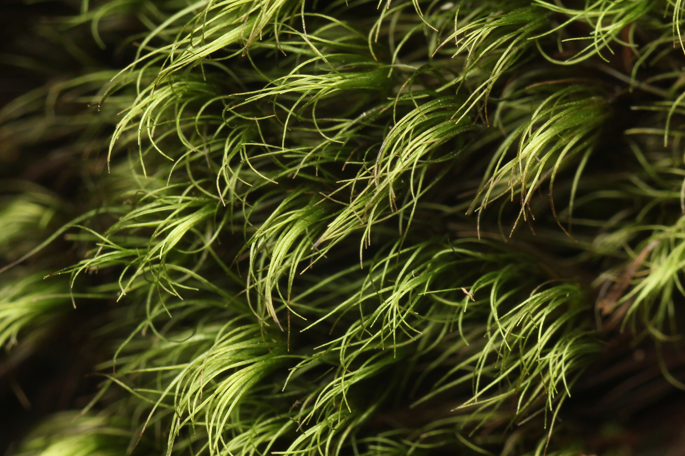 South Wales Bryophytes: Puzzling Mellte Campylopus