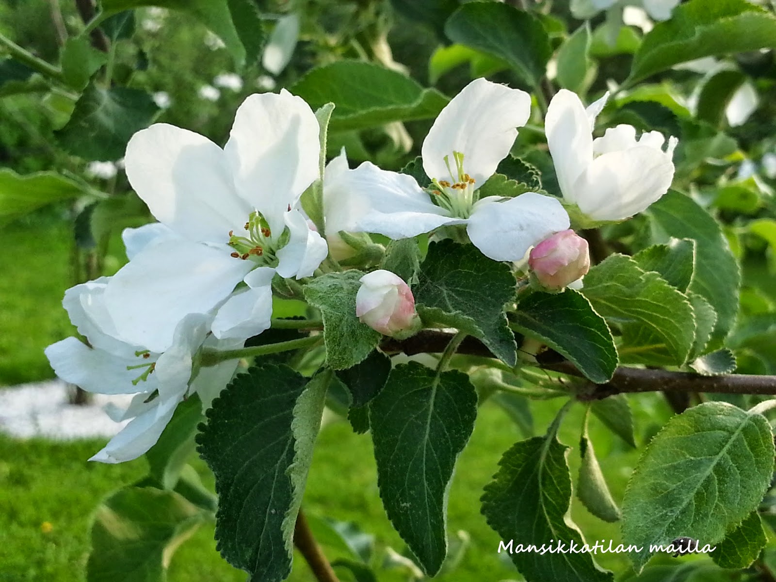 Mansikkatilan mailla: Toukokuu