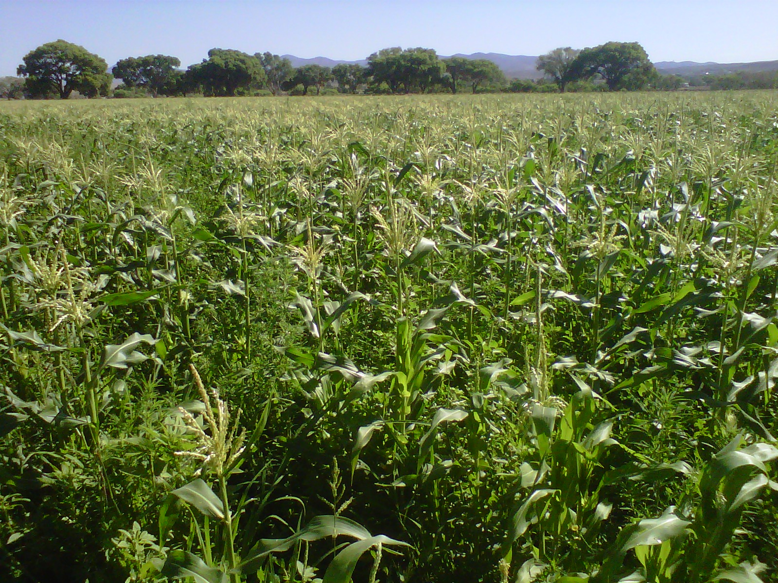 Mortimer Family Farms: Sweet Corn is On It's Way...