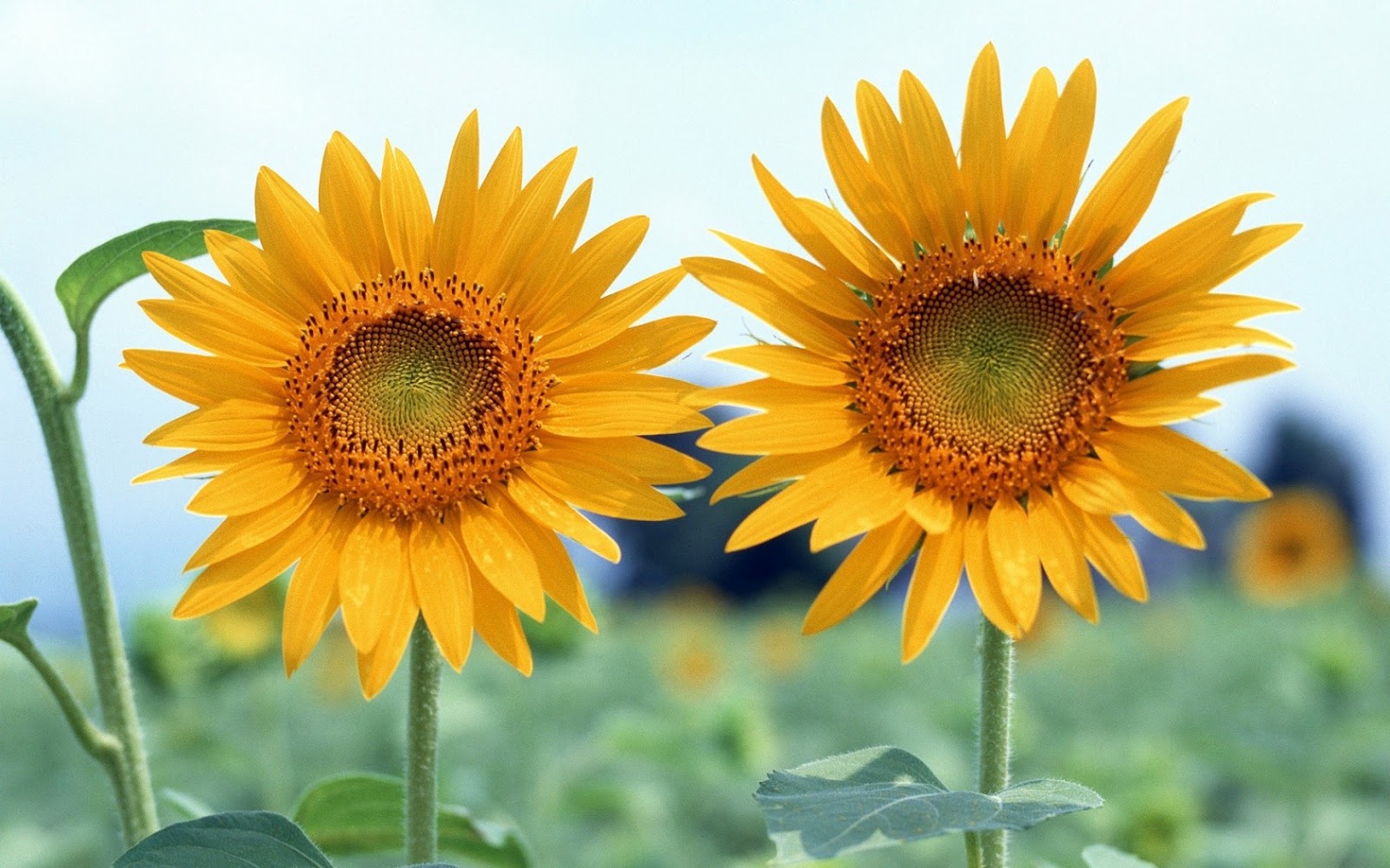 Girasol wallpapers