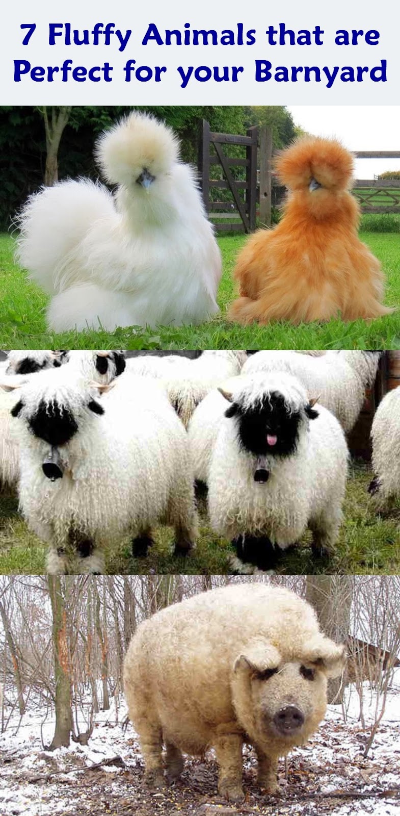Animals Compilation Photos: 7 Fluffy but Unusual Animals You Can Have ...