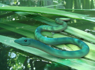 Phlegethontia - Alchetron, The Free Social Encyclopedia