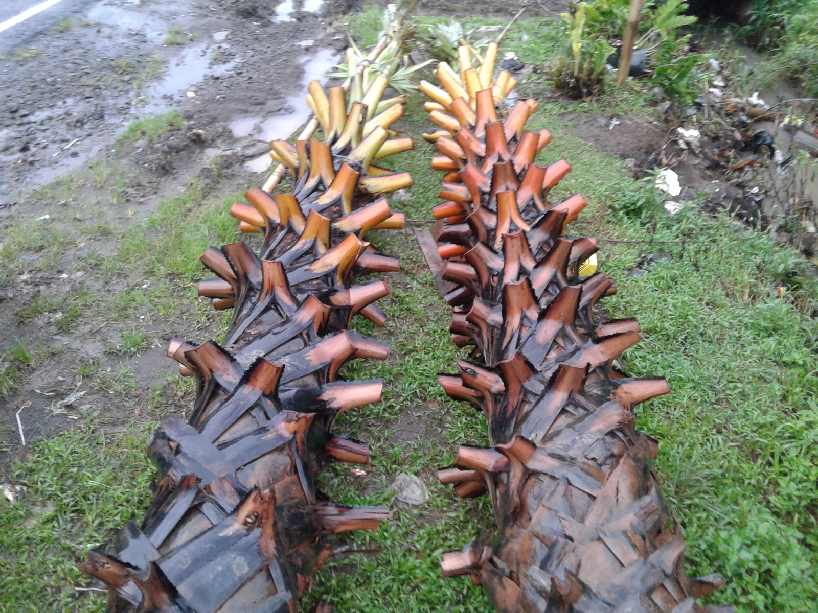 Jual Pohon Siwalan, Palem Lontar ~ Arya Flower Landscape