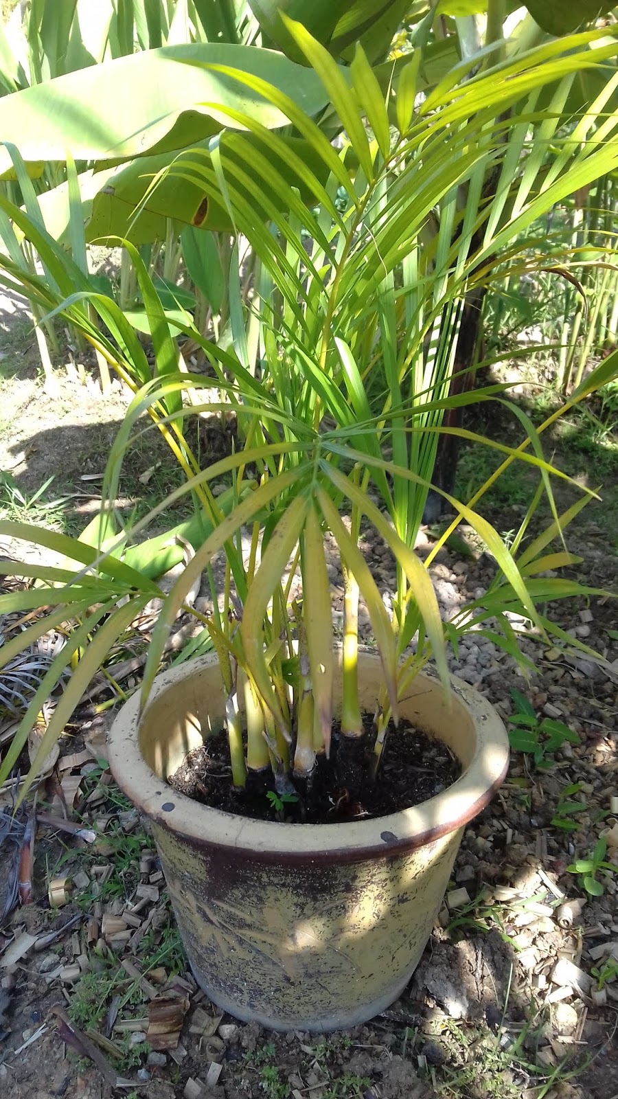 Jom Tanam Sayur ( JTS ) : Pokok Pinang Kuning @ Chyrysalidocarpus ...