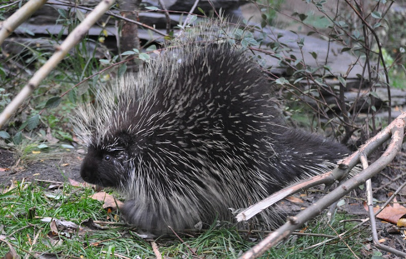 ZOOTOGRAFIANDO (6.100 ANIMALS): URSÓN / NORTH AMERICAN PORCUPINE ...