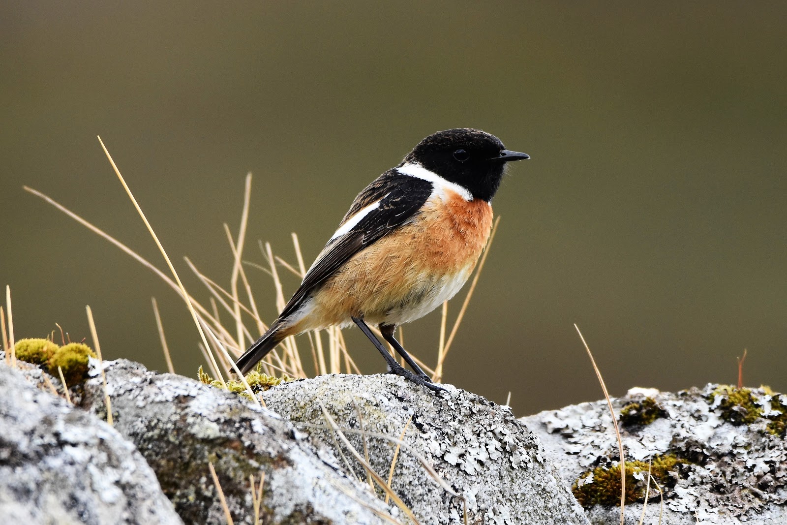 Andrew Robin photography.: Male Stonechat.