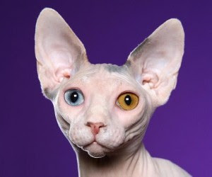 S.C.R.A.T.C.H: Kucing Saya Semakin Botak!