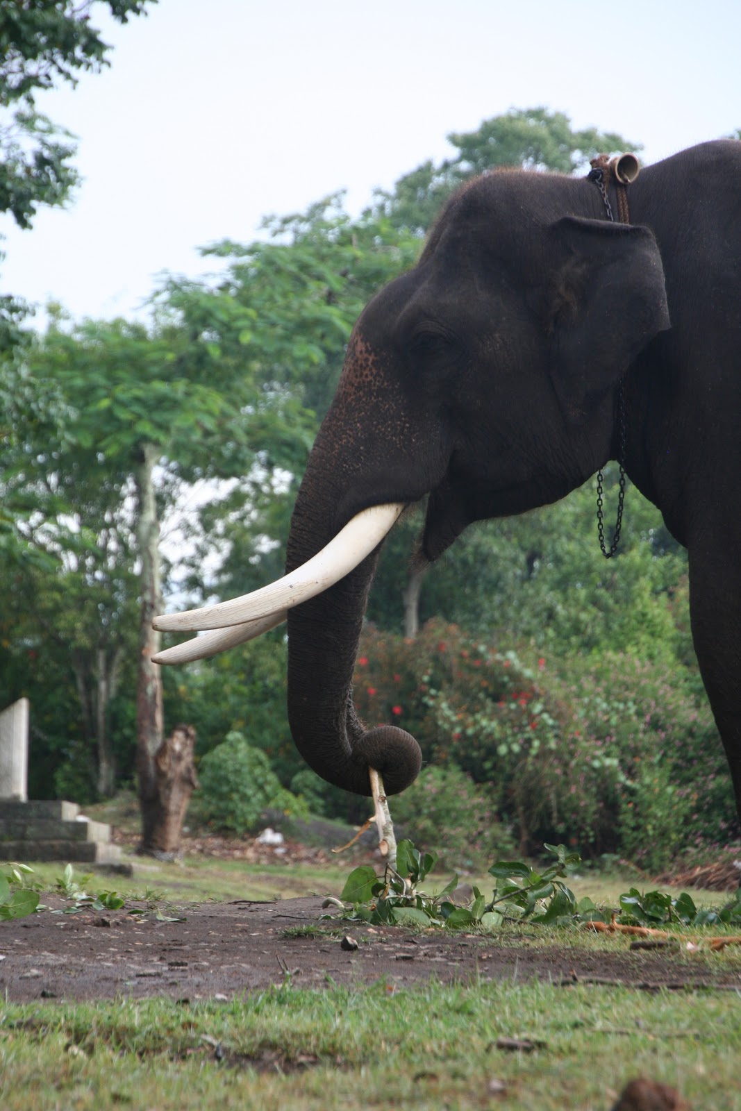 To See the Seven Continents: Mudumalai Wildlife Sanctuary, India