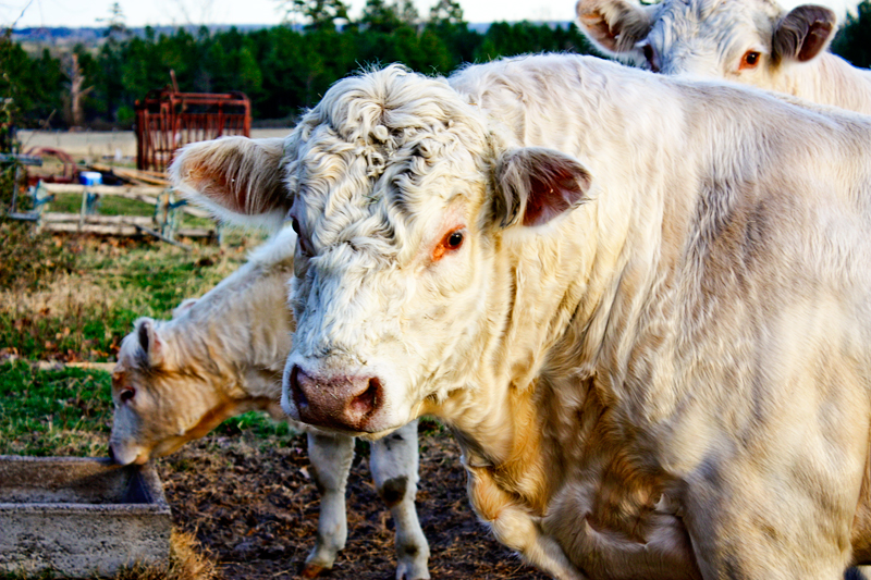 Seriously... Thoughts?: Charolais White