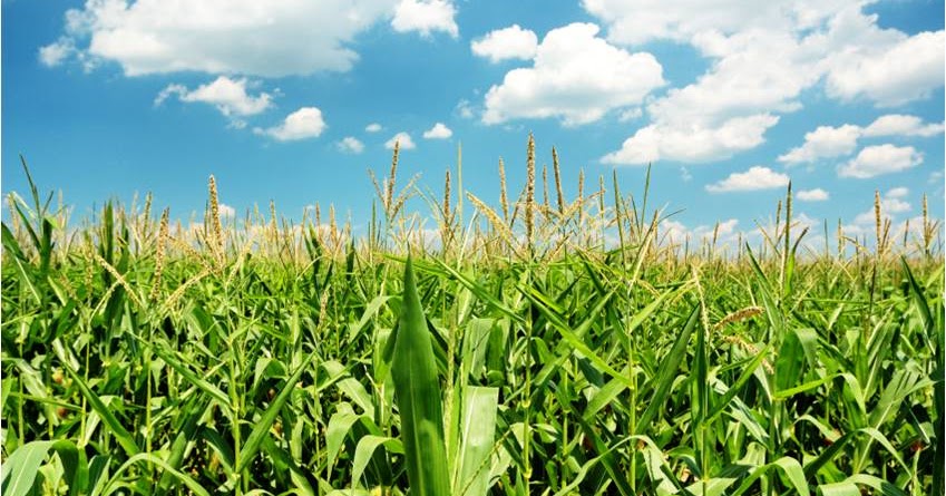 #163 Herbicide and insect resistant crops | Biology Notes for A level