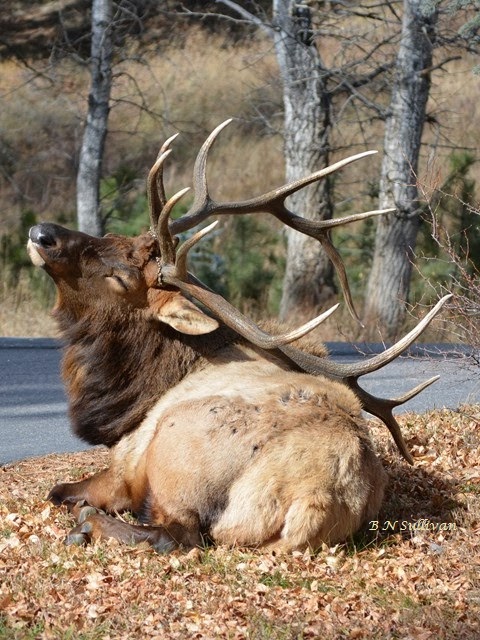 B N Sullivan Photography: Drowsy Elk with an Itch
