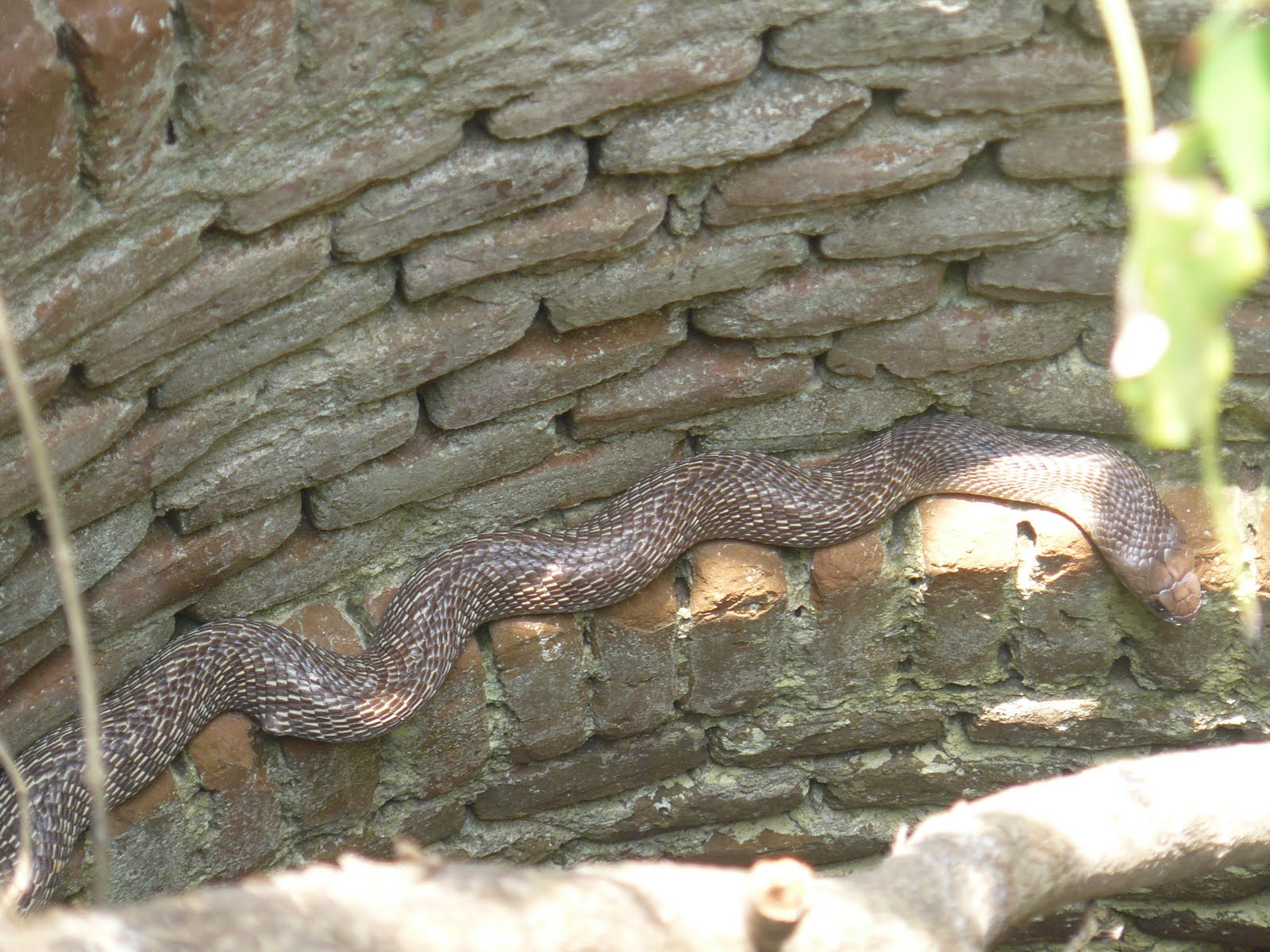 Thilatharpanapuri: VAZHUM PAMBHU -NALLA PAMBHU -SERPENT