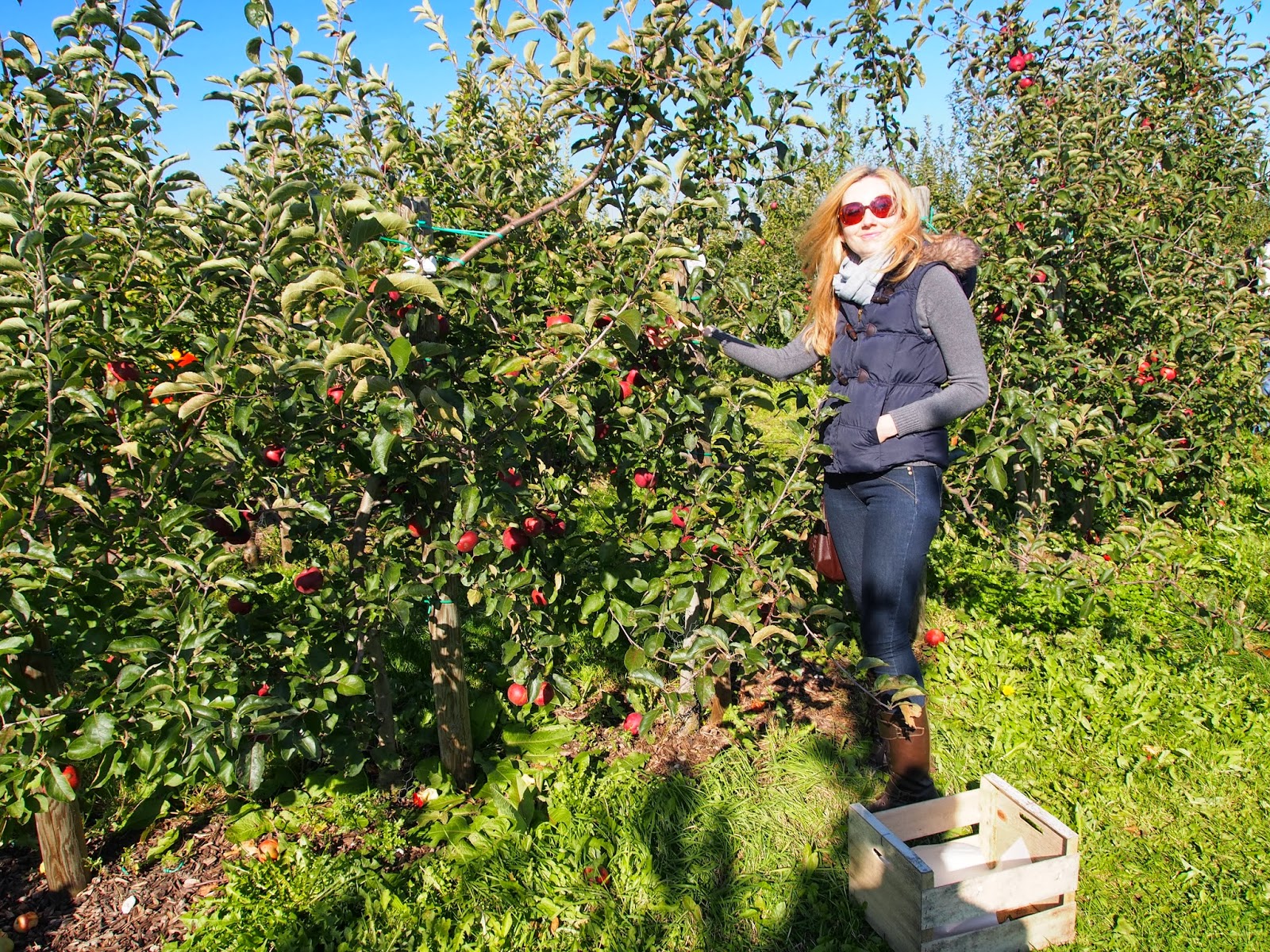 wandelbar: Tipp: Äpfel selbst pflücken ♥