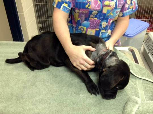 Four legged friends (and enemies): Dog found with collar embedded in neck