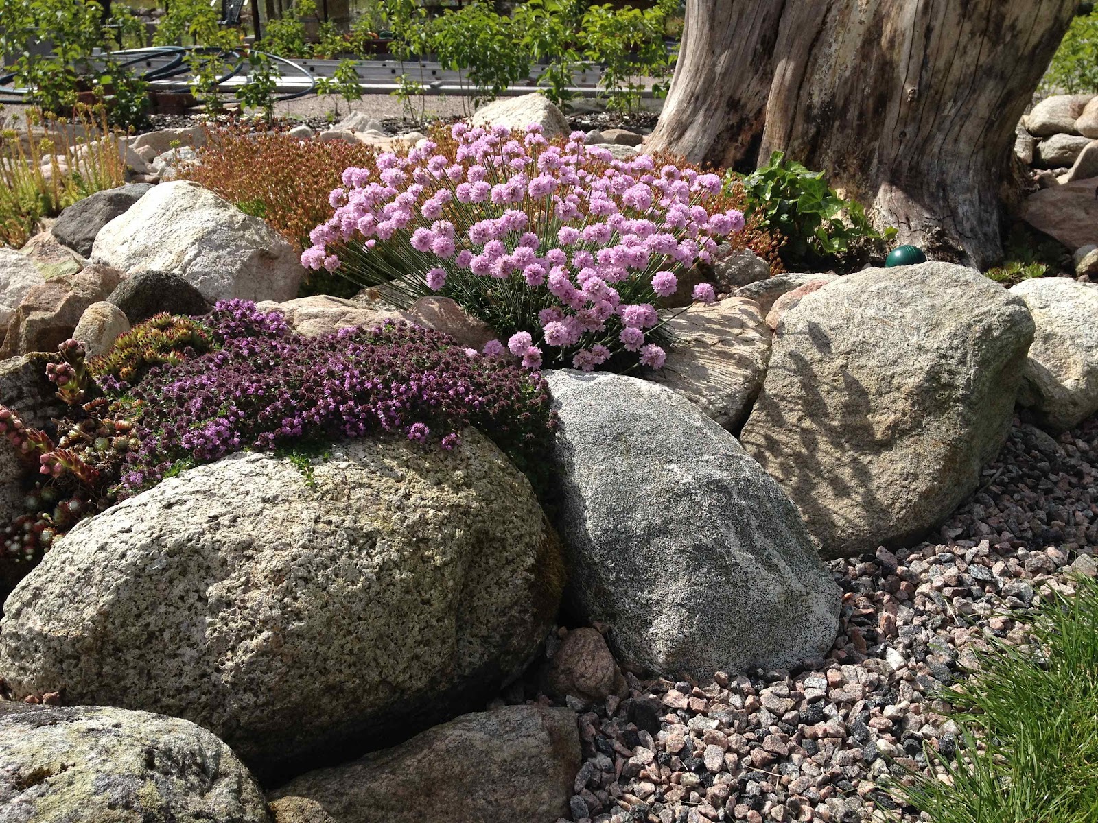 Ingenjörernas Trädgård: Stenar - stenar - och ännu fler stenar