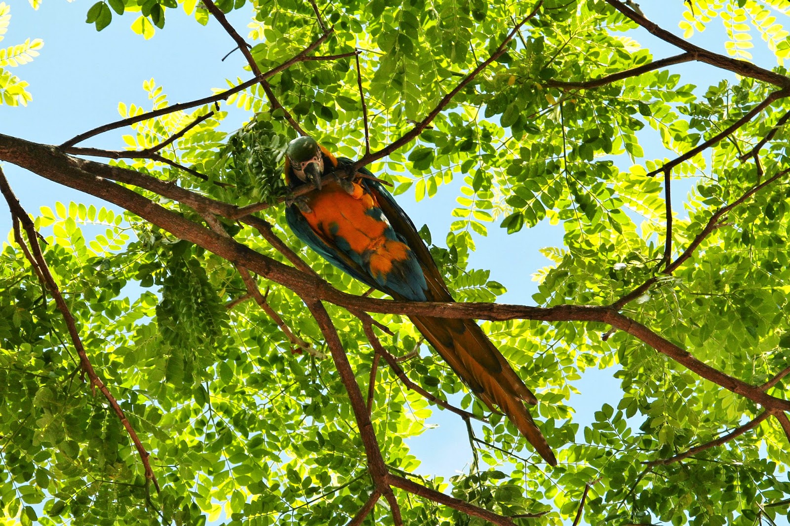 Nuestro bello mundo...: Blue-and-yellow Macaw, Ara ararauna, Guacamayo ...