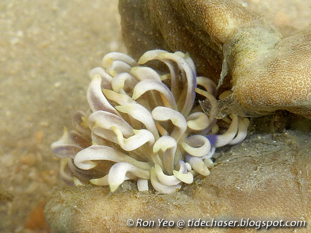 tHE tiDE cHAsER: Nudibranchs (Phylum Mollusca: Clade Nudibranchia) of ...