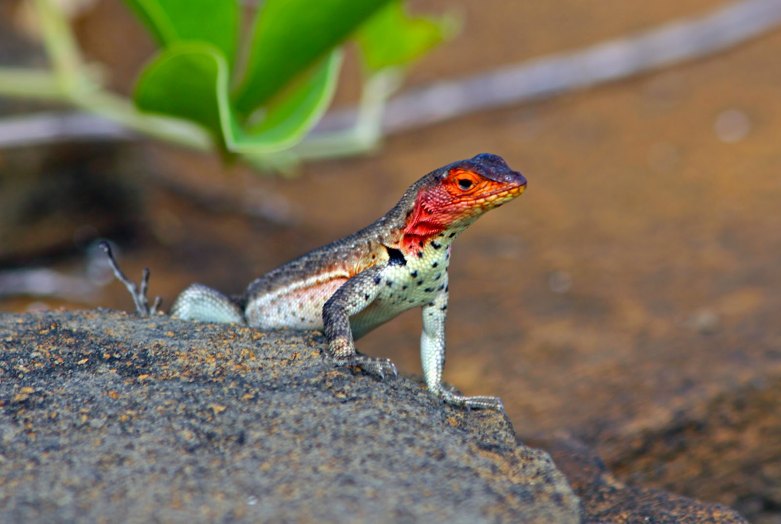 Nature Photography: Galapagos Reptiles & Turtles