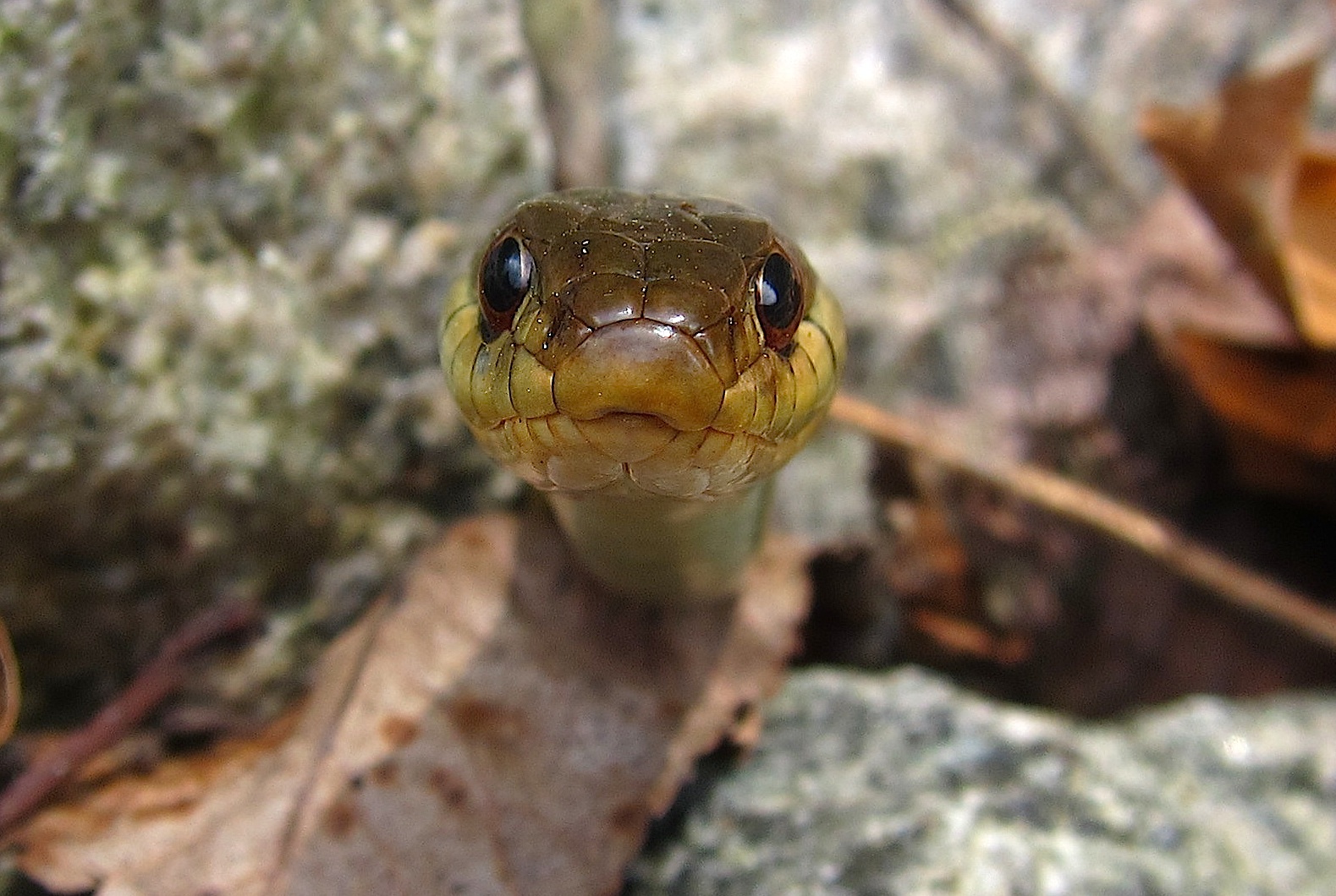 Saratoga woods and waterways: M-m-m-Mushrooms!