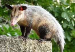 Los Gavirias de Sopetrán: La chucha