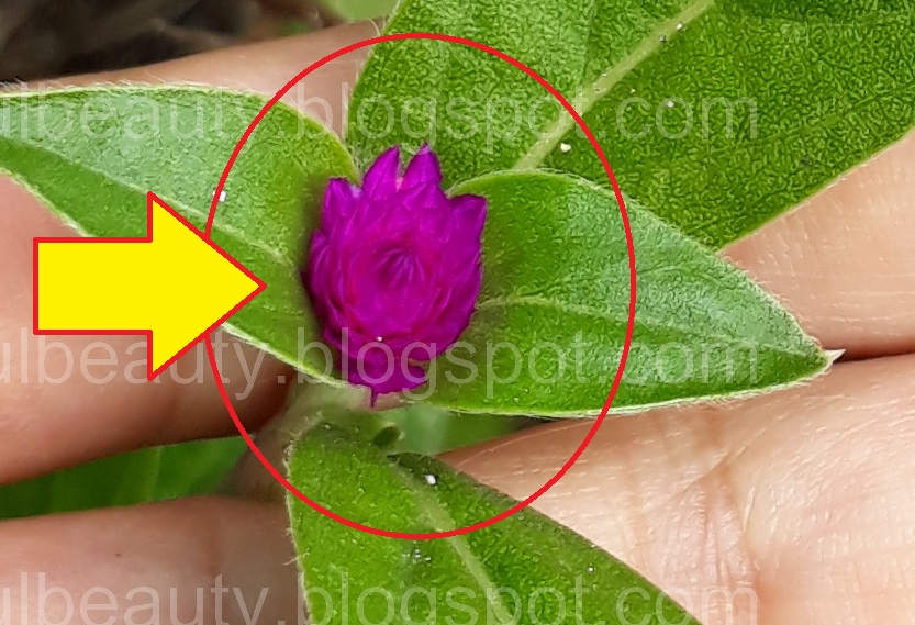 Healthy Nurul Beauty: The pretty peeking flower bloom of my Globe ...