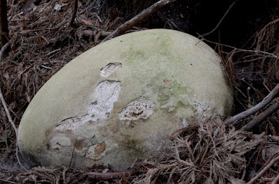 Dipper Ranch: Art Like Djerassi Art