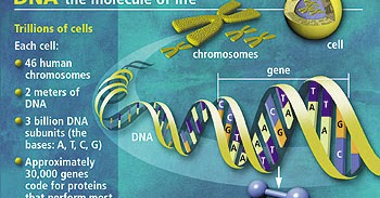 Our Garden and Table n'at: Adventures in DNA Analysis - Discovering Our ...